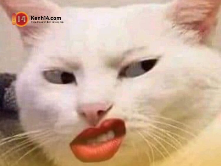 Bộ sưu tập ảnh Slay tấu hài, meme, vui nhộn nhất 2025